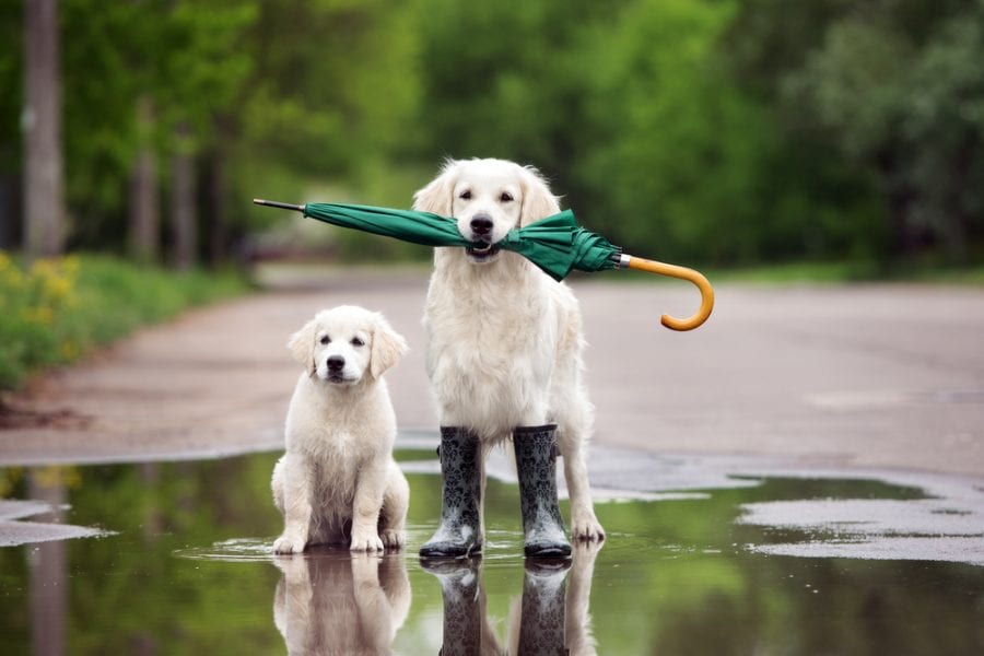 Indoor Dog Exercise Ideas For Rainy Days Pawderosa Ranch indoor-dog-exercise-ideas-for-rainy-days-pawderosa-ranch