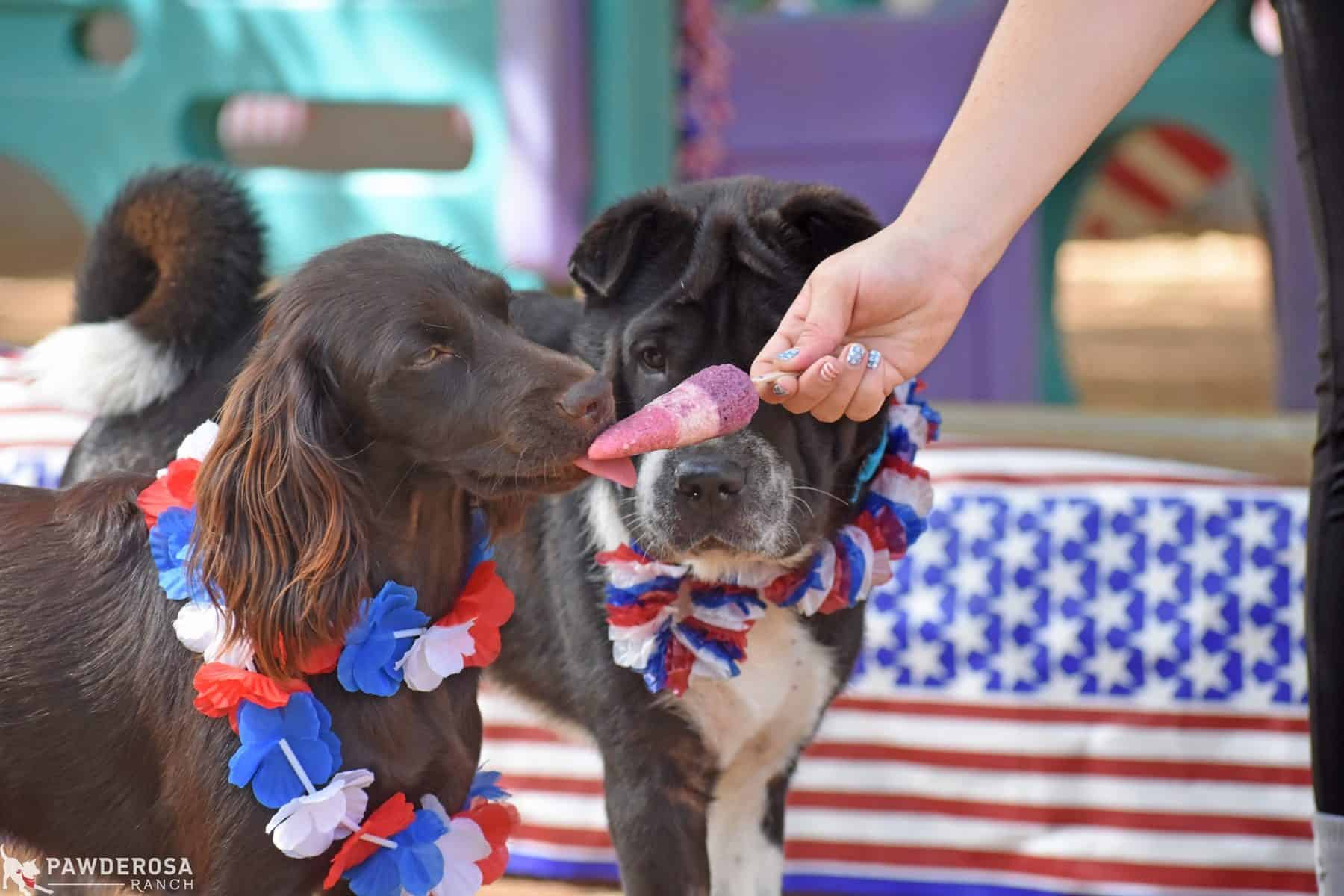 Scout’s Doggy Day at the Ranch – Pawderosa Ranch