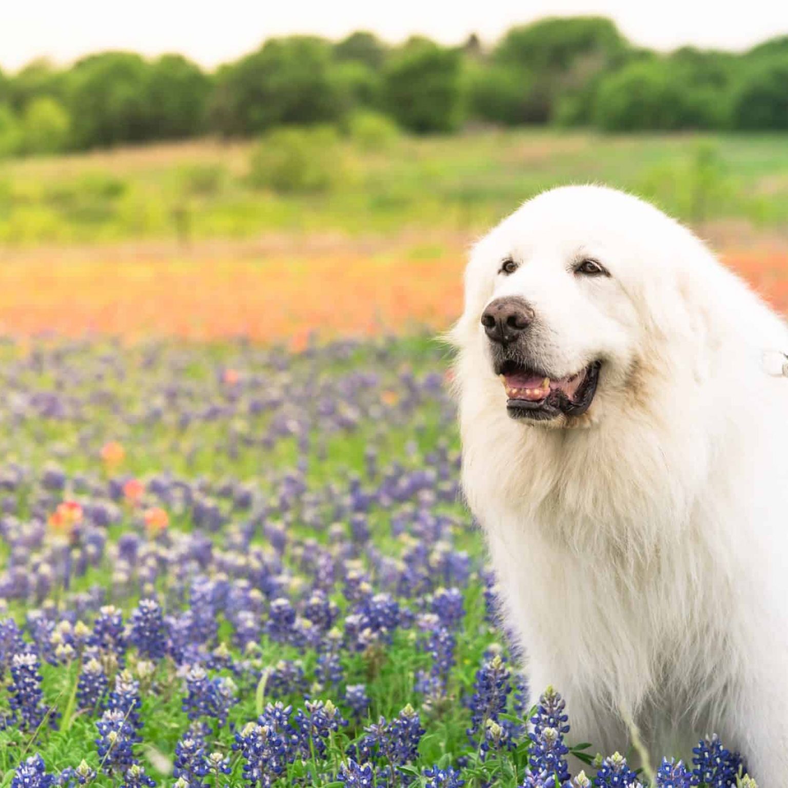 Pawderosa Ranch’s 5 Favorite Fun Facts About Dogs!